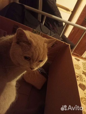 Британская кошка