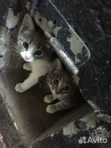 Пропадают котята