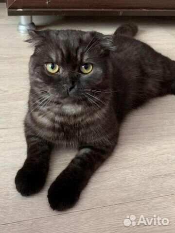 Шотландский кот вязка