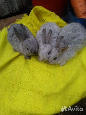 Советская шиншилла