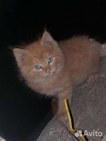 Котята пропадают каждый день