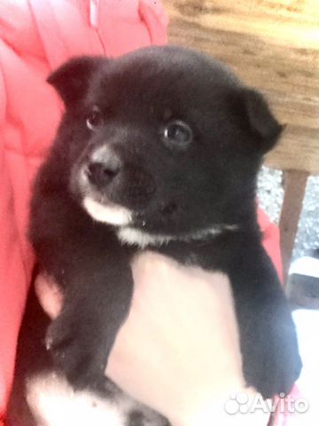 Мальчик смесь лайки в свой дом