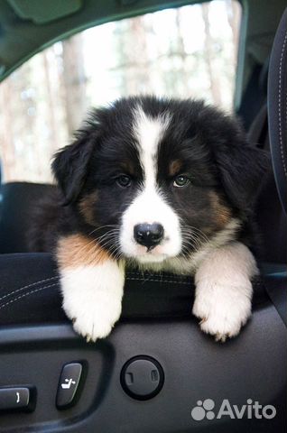 Щенок австралийской овчарки