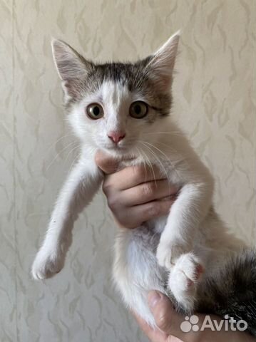 Котенок Соня, девочка 3 месяца