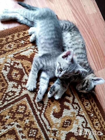 Котята в добрые руки бесплатно