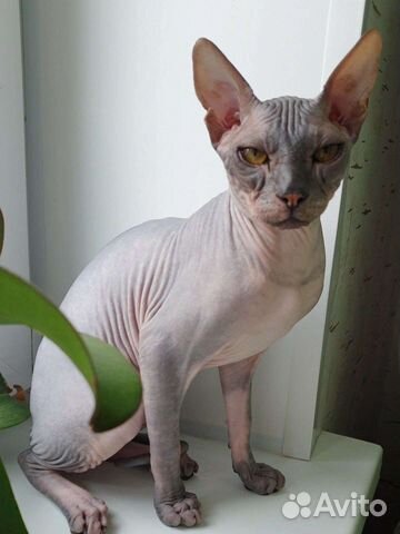 Канадский сфинкс