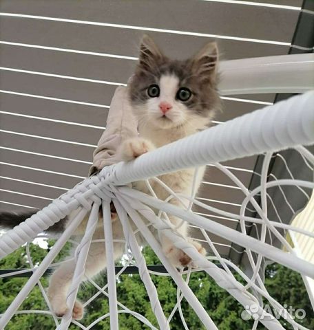 Чудесный котенок мальчик