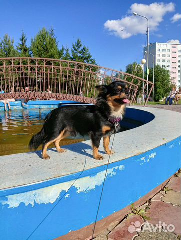 Вязка кобель Чихуахуа