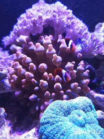 Продаётся актиния квадриколор