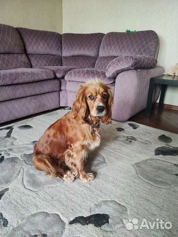 Собаки кокер спаниель