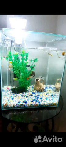 Аквариум