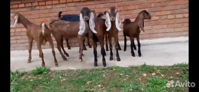 Козлики камори 75 и 50 процентов