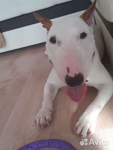 Миниатюрный бультерьер