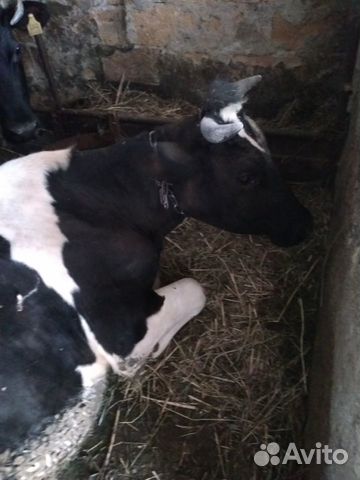 Коровы дойные молочные