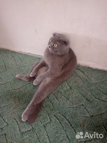 Шотландская вислоухая кошка вязка