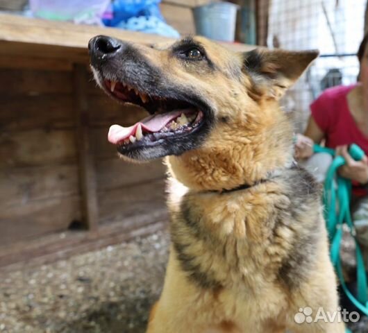 Без породы, но с самым любящим сердцем