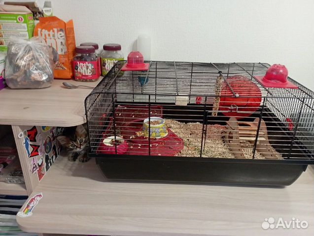 Крыса дамбо с клеткой