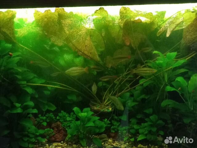 Нимфея ред обмен