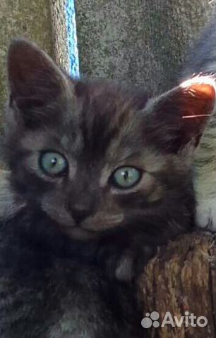 Котята бесплатно