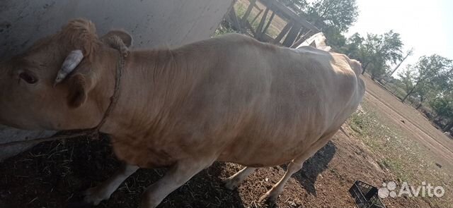 Бык и телка на откорме