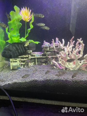 Мальки рыбы