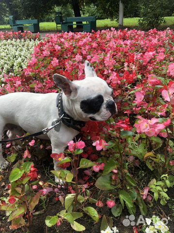 Французский бульдог