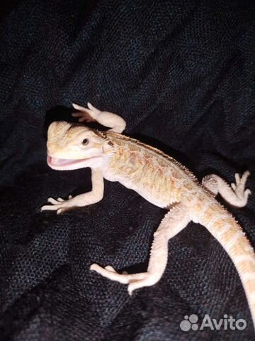 Бородатая агама