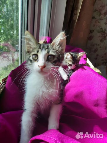 Котята ищут дом