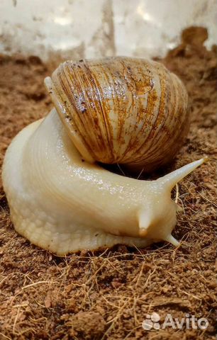 Отдам улиток ахатин в добрые руки