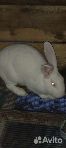 Белый великан обмен