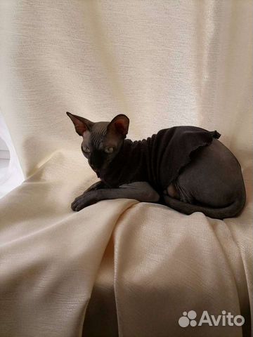 Канадский сфинкс