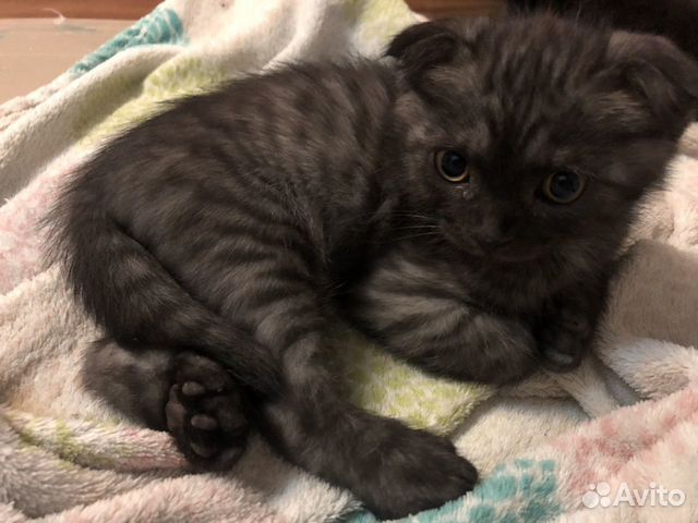 Шотландские вислоухие котята