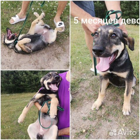 Щенок девочка выброшенка