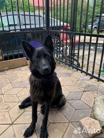 Немецкая овчарка