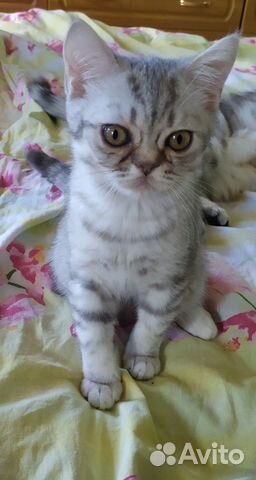 Котёнок (кошка) породистая