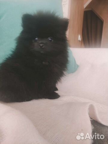Померанский шпиц тип мишка мини