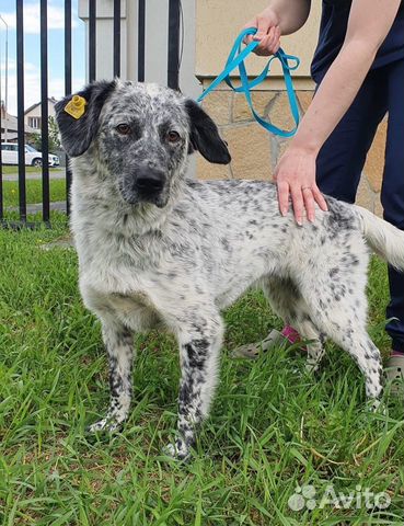 Олива - глухая собака