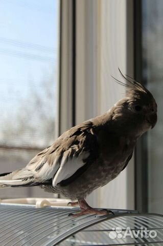 Попугаи пара