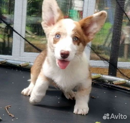 Шоко мраморный красавчик