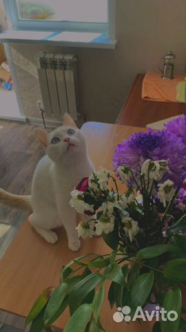 Кошки в добрые руки бесплатно