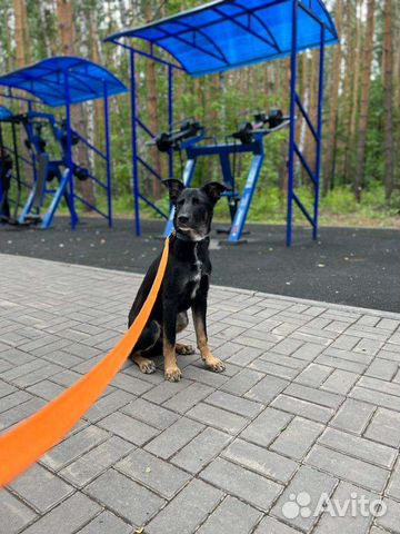 Собаки бесплатно в добрые руки щенки