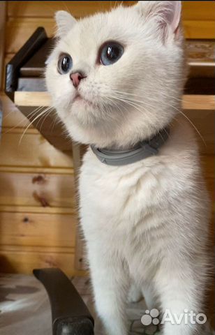 Кошка британка