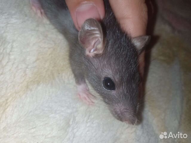 Декоративная крыса