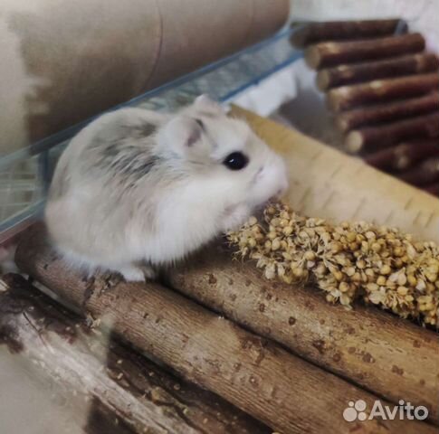 Хомяк роборовского робик