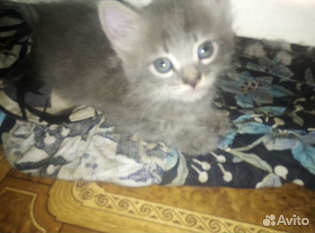 Отдам котят в добрые руки