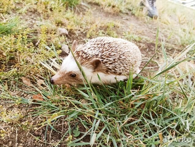 Продам африканского ежика вместе с домиком