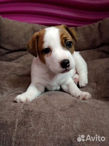 Щенок Джек Рассел терьер