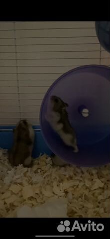 Джунгарский хомяк