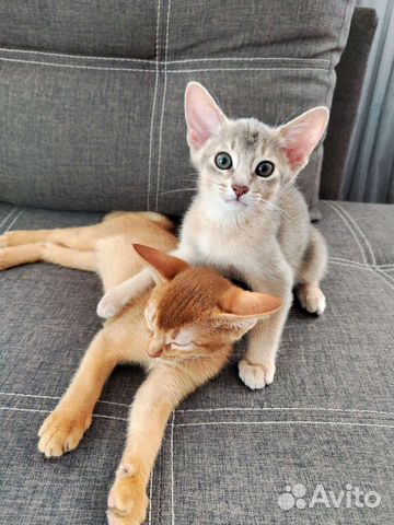 Абиссинские котята