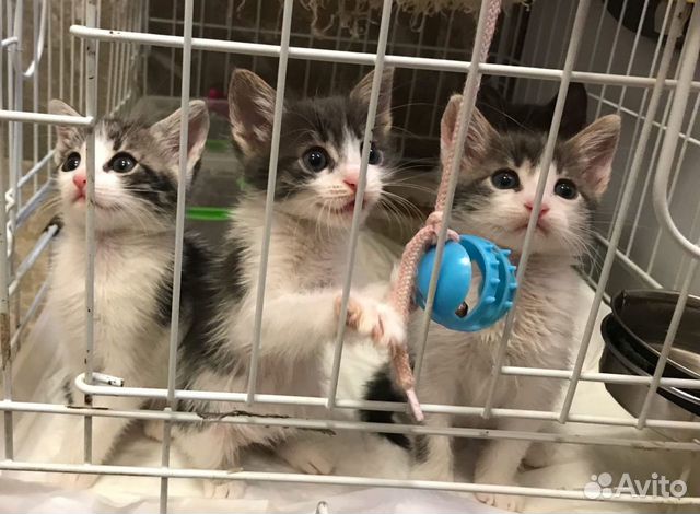 Малыши-карандаши ищут домашнее счастье